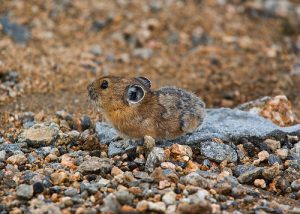 Climate Change Spells Extinction for a Mountain Species, Research Shows ...