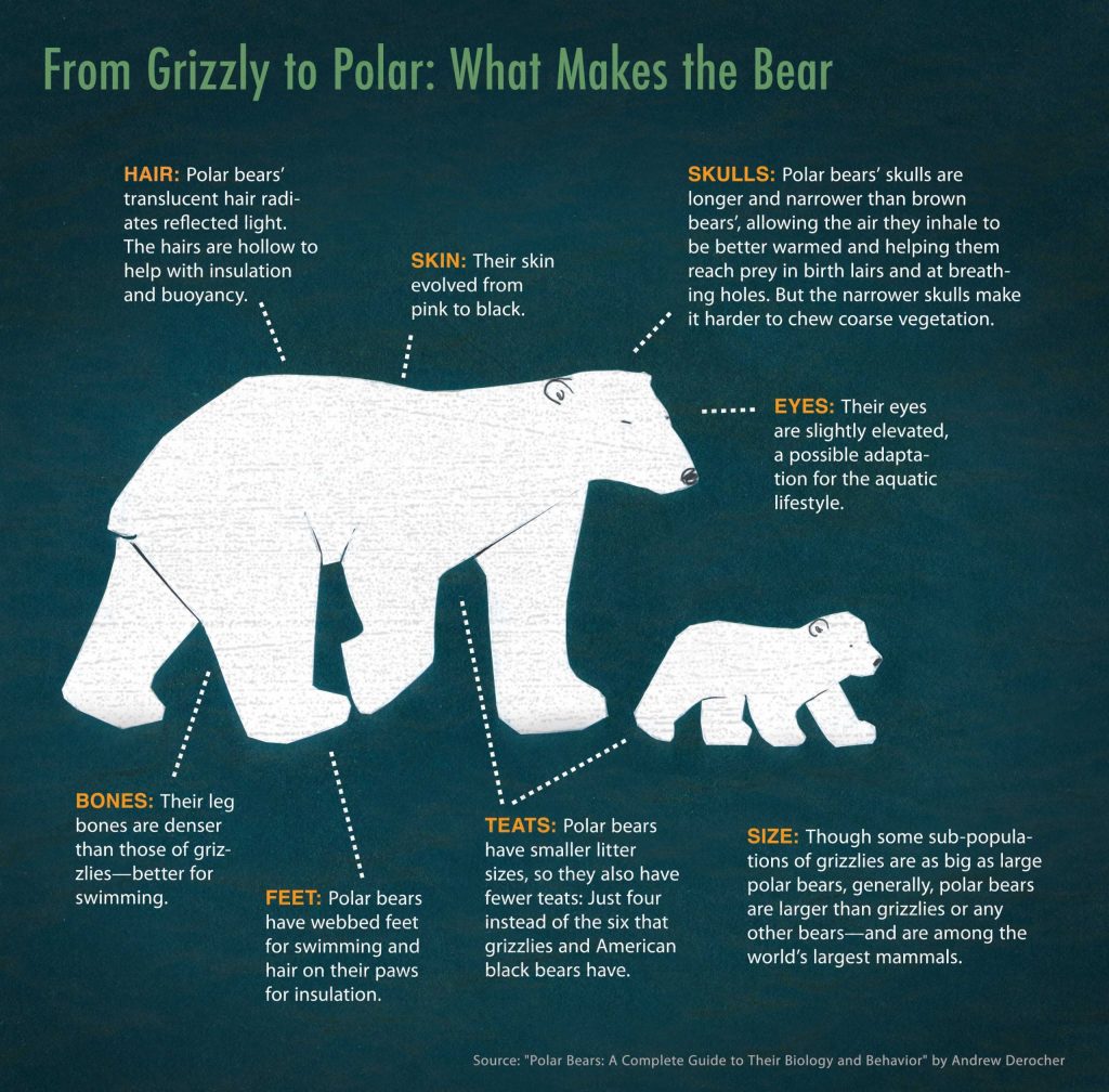 From Grizzly to Polar: What Makes the Bear - Inside Climate News
