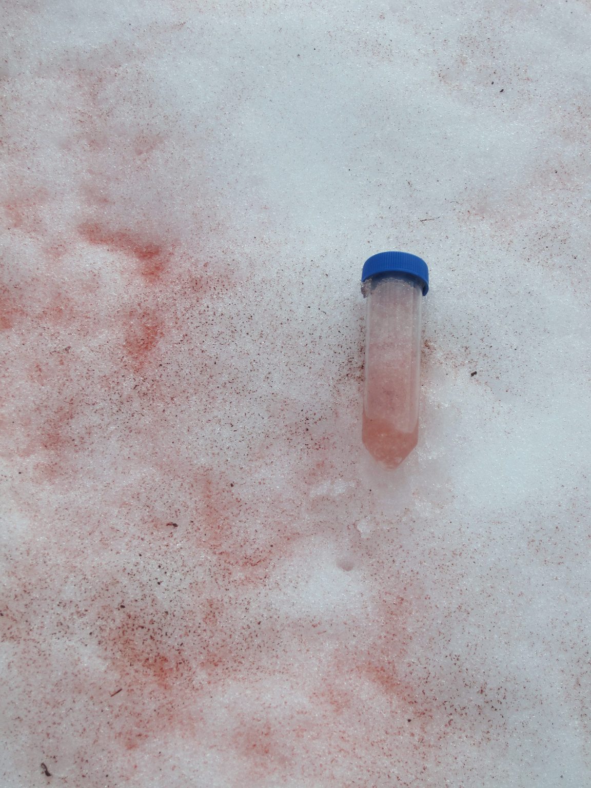 Tiny Pink Algae May Have a Big Impact on Arctic Melting - Inside ...