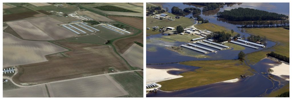 Photos Show Overflowing Factory Farm Waste in NC After Hurricane ...