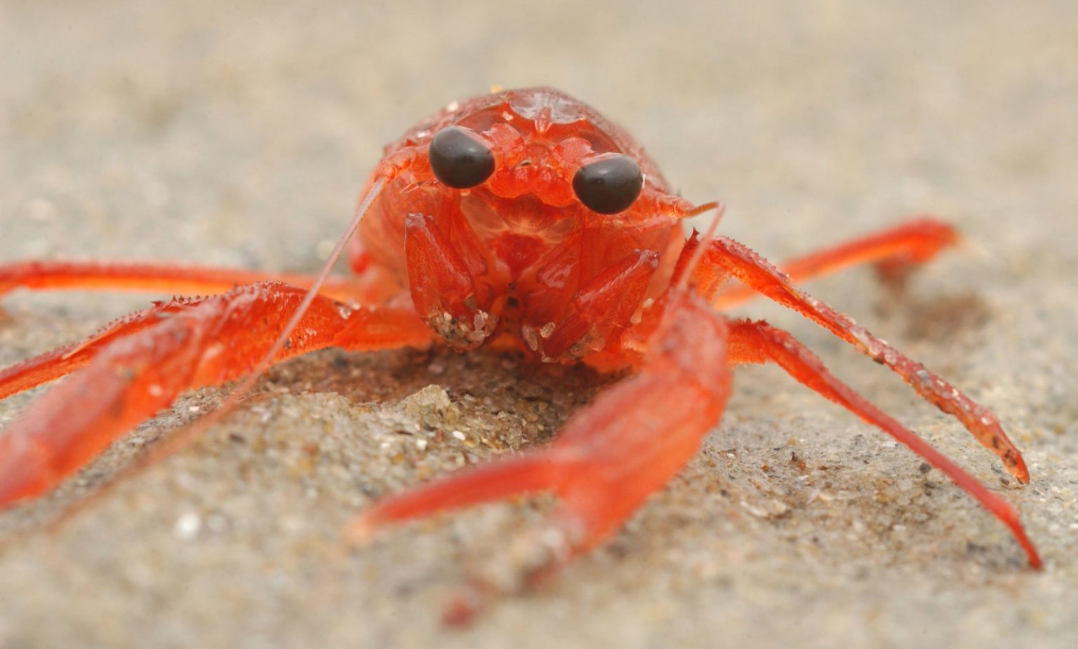As Oceans Warm, Marine Life and People Who Depend on It, Struggle to ...