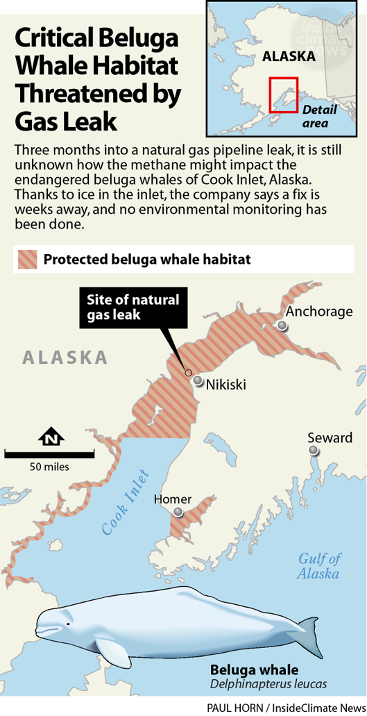 Cook Inlet Gas Leak Remains Unmonitored as Danger to Marine Life Is ...
