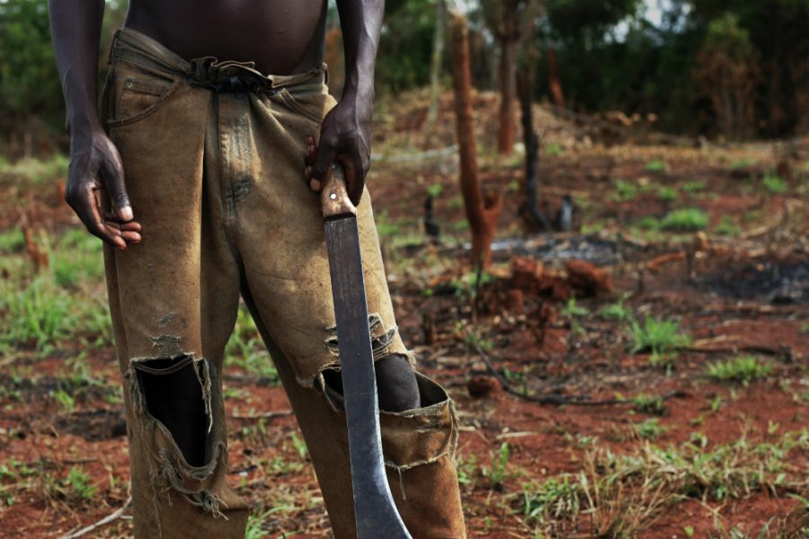 Paying People to Not Cut Down Trees Pays Off, Study Finds - Inside ...