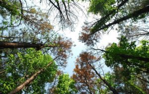 Tree-Killing Beetles Spread into Northern U.S. Forests as Temperatures ...