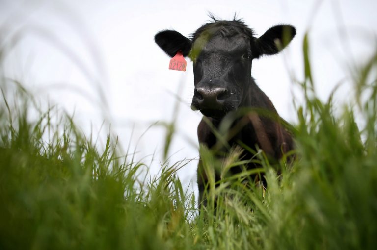 Eating Grass-Fed Beef Isn’t as Climate-Friendly as You May Think ...
