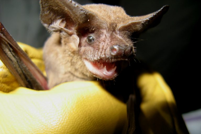 Bat Swarms Tracked by Weather Radar Reveal Earlier Migration as Planet ...