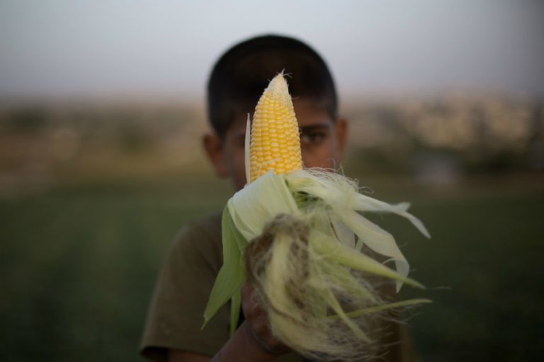 Climate Change Could Lead to Major Crop Failures in World’s Biggest ...