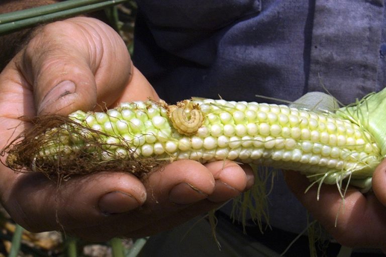 Global Warming Means More Insects Threatening Food Crops — A Lot More ...