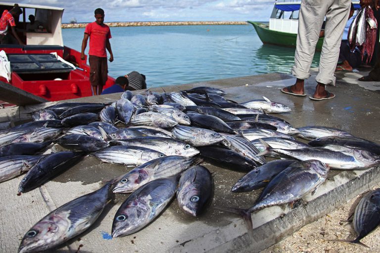Global Warming Is Hitting Ocean Species Hardest, Including Fish Relied ...