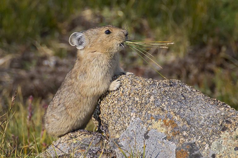 The Impossibly Cute Pika's Survival May Say Something About Our Own ...