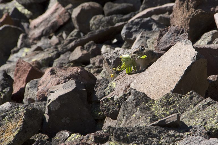 The Impossibly Cute Pika's Survival May Say Something About Our Own ...