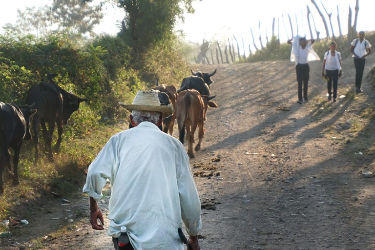 Ravaged by Drought, a Honduran Village Faces a Choice: Pray for Rain or ...
