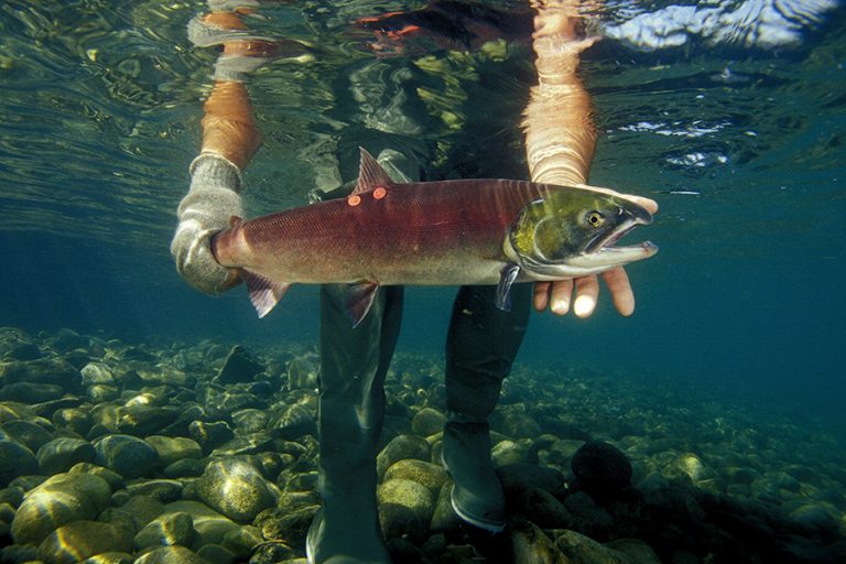 Global Warming Is Pushing Pacific Salmon to the Brink, Federal ...