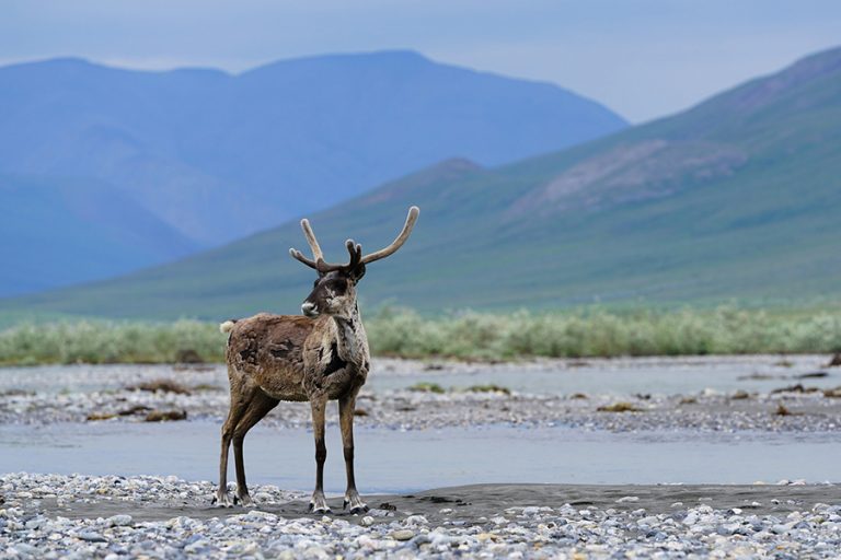 Alaska's Hottest Month on Record: Melting Sea Ice, Wildfires and ...
