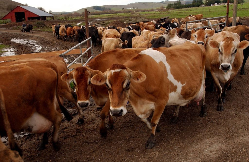 As Beef Comes Under Fire for Climate Impacts, the Industry Fights Back ...