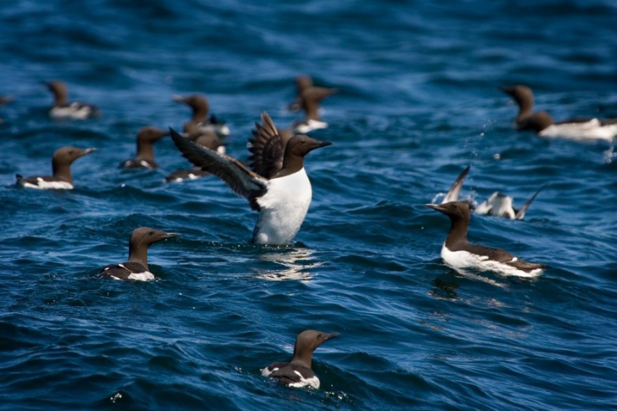 Dead Birds Washing Up by the Thousands Send a Warning About Climate ...