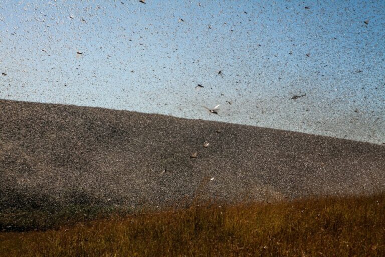 Locust Swarms, Some 3 Times the Size of New York City, Are Eating Their ...