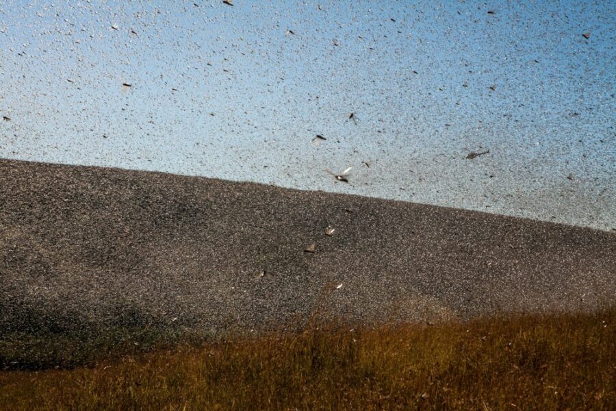 Locust Swarms, Some 3 Times the Size of New York City, Are Eating Their ...
