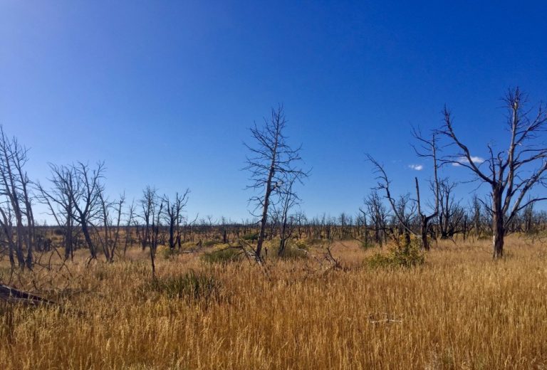 ‘We Need to Hear These Poor Trees Scream’: Unchecked Global Warming ...
