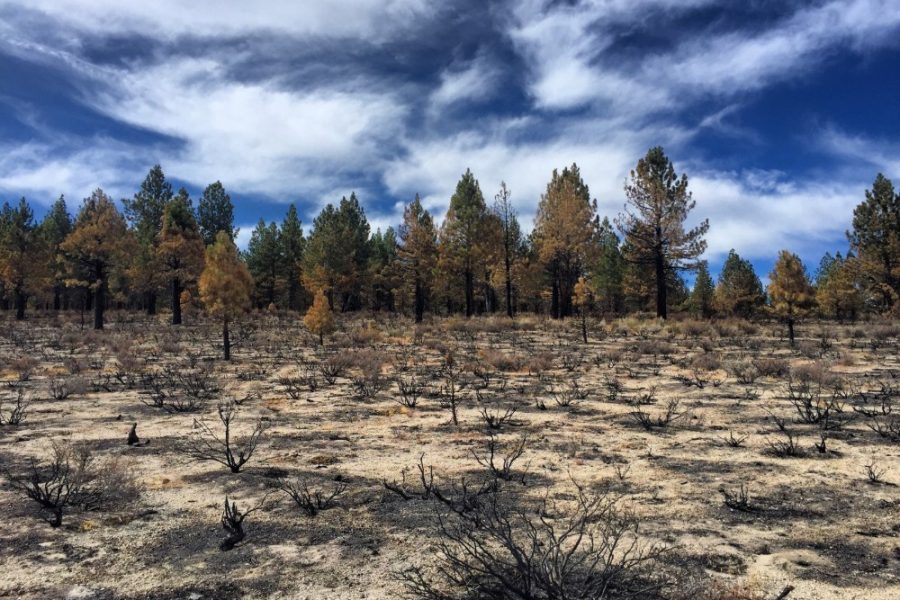 Many Overheated Forests May Soon Release More Carbon Than They Absorb ...