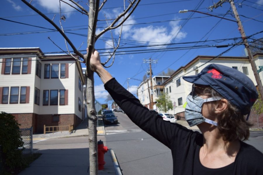 Tree Deaths in Urban Settings Are Linked to Leaks from Natural Gas ...