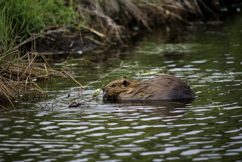 The Newest Threat to a Warming Alaskan Arctic: Beavers - Inside Climate ...
