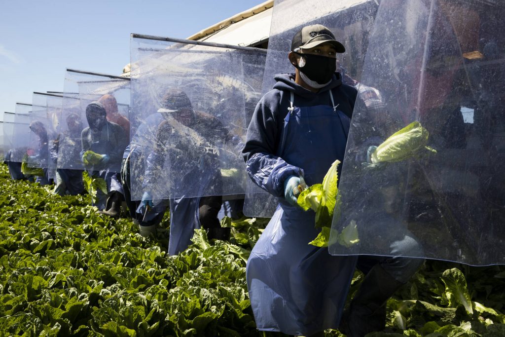 As Covid-19 Surges, California Farmworkers Are Paying a High Price ...