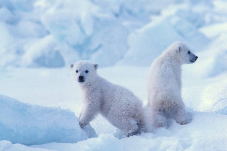 Polar Bear Moms Stick to Their Dens Even Faced With Life-Threatening ...