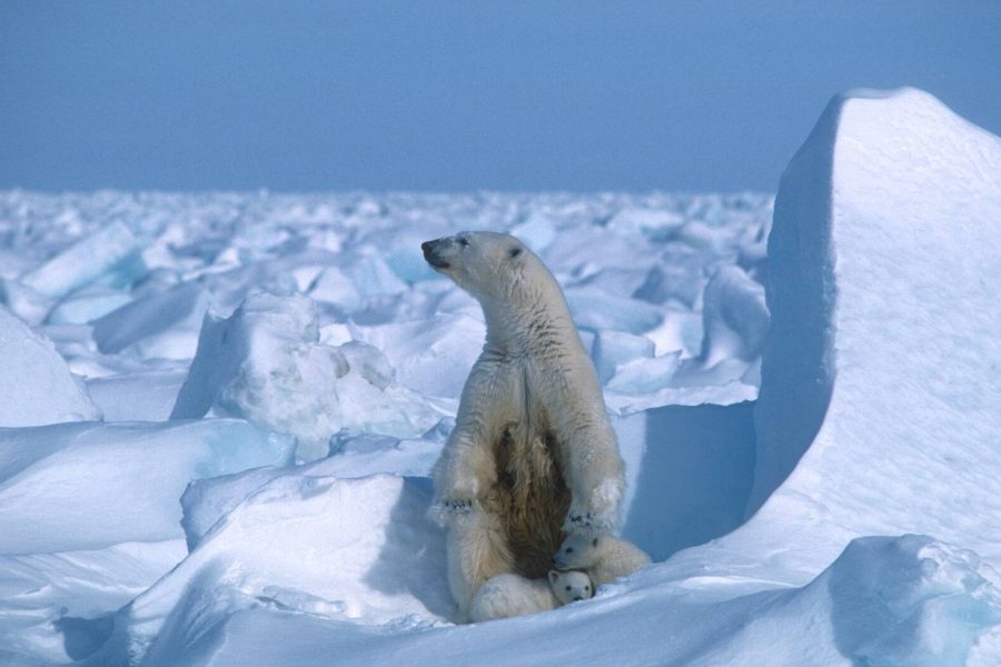 Polar Bears Are Suffering from the Arctic’s Loss of Sea Ice. So Is ...