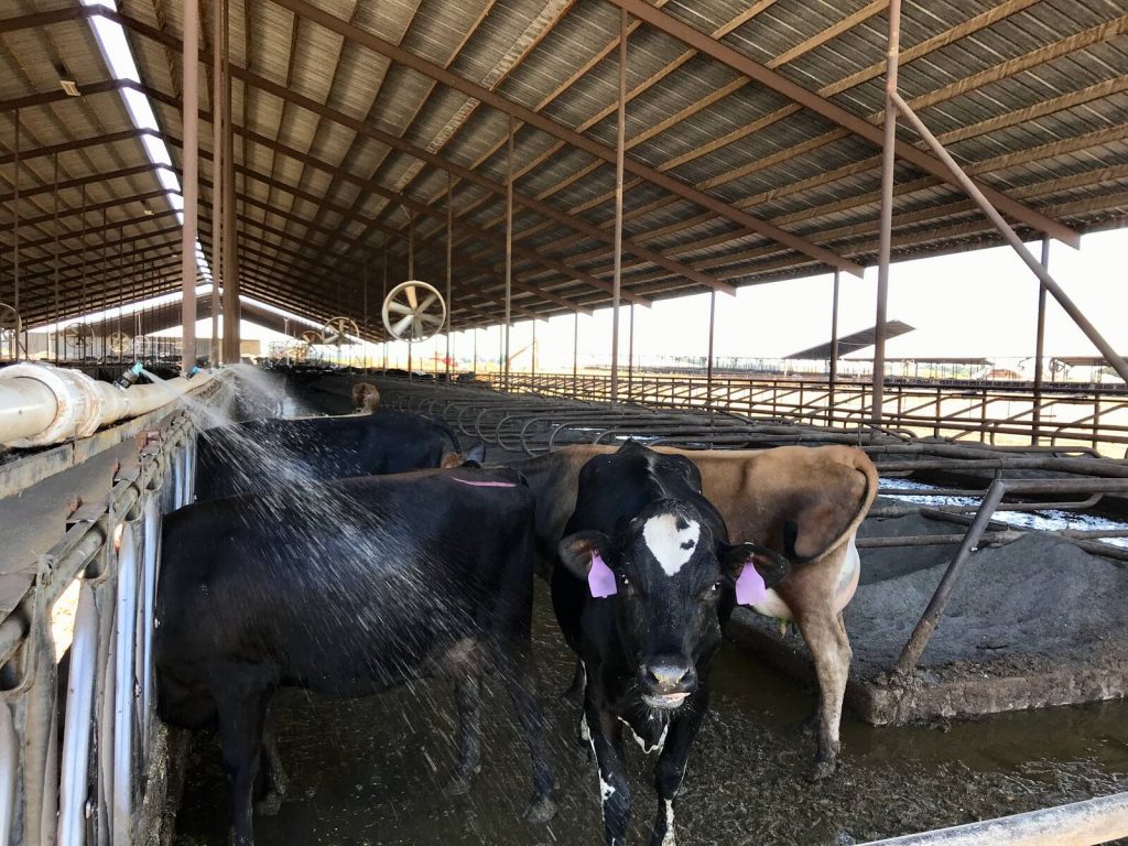 Cows Get Hot, Too: A New Way to Cool Dairy Cattle in California’s ...