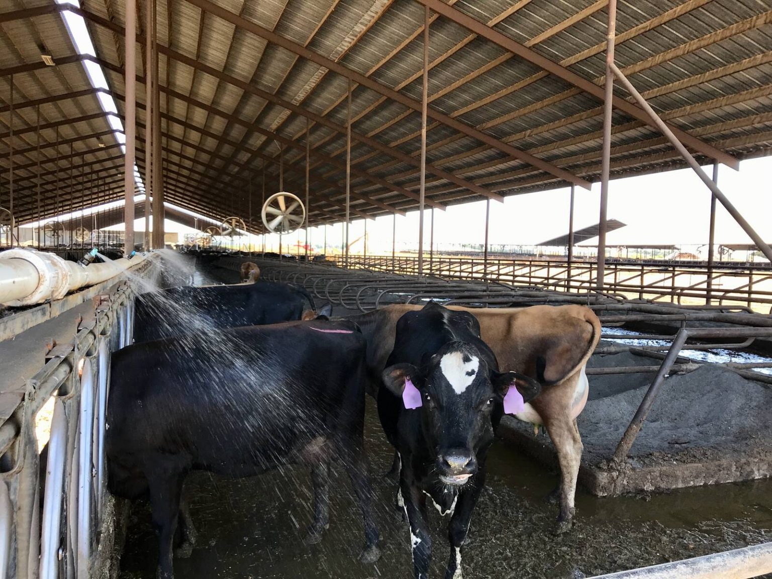 Cows Get Hot, Too: A New Way to Cool Dairy Cattle in California’s ...