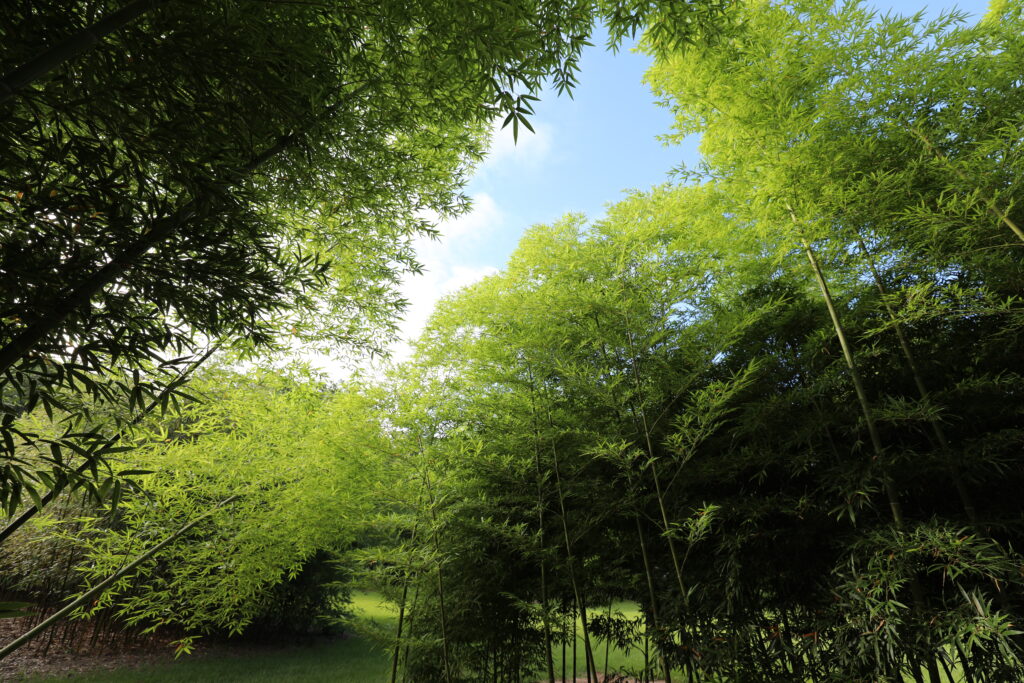 The Radical Case for Growing Huge Swaths of Bamboo in North America ...