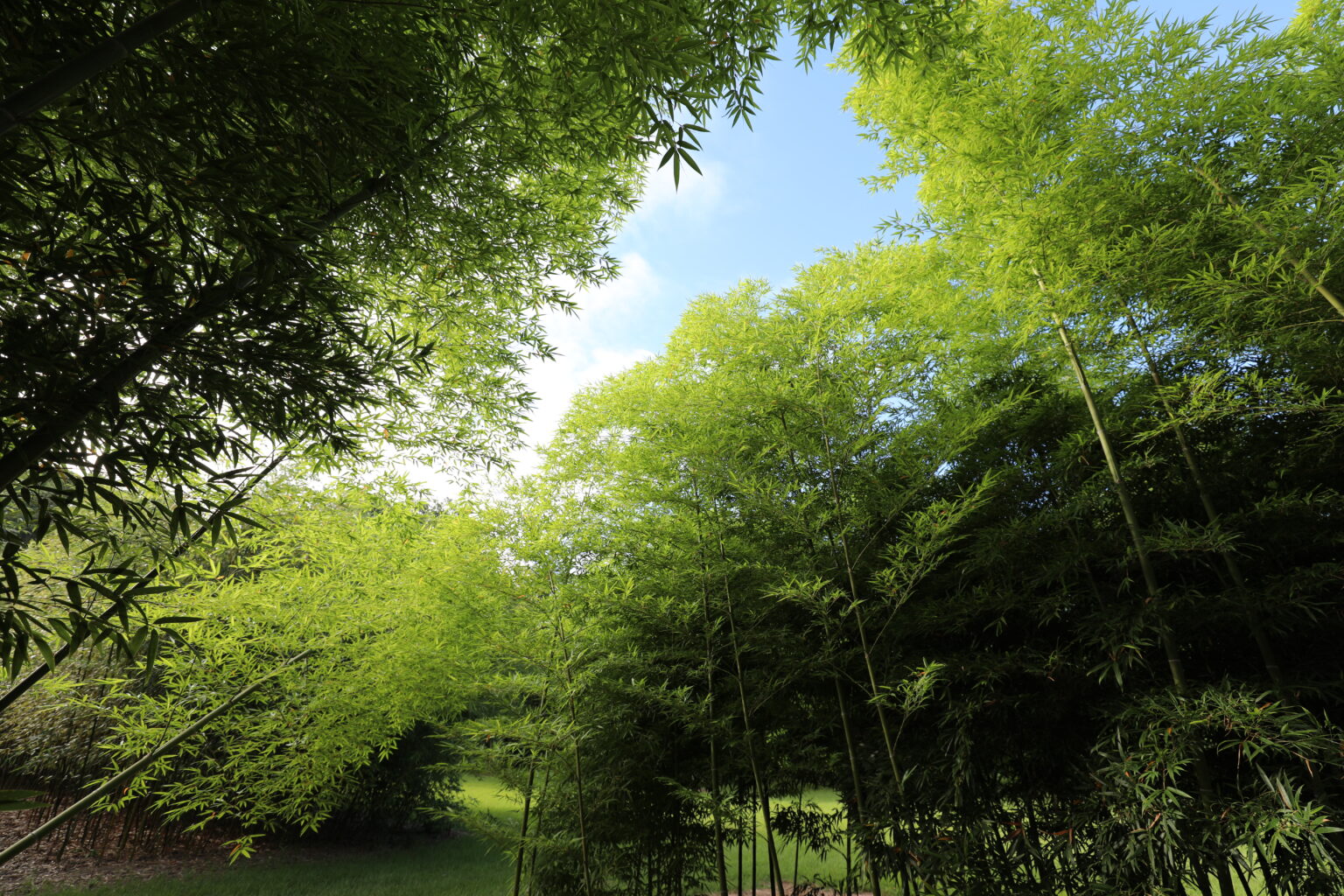 The Radical Case for Growing Huge Swaths of Bamboo in North America ...