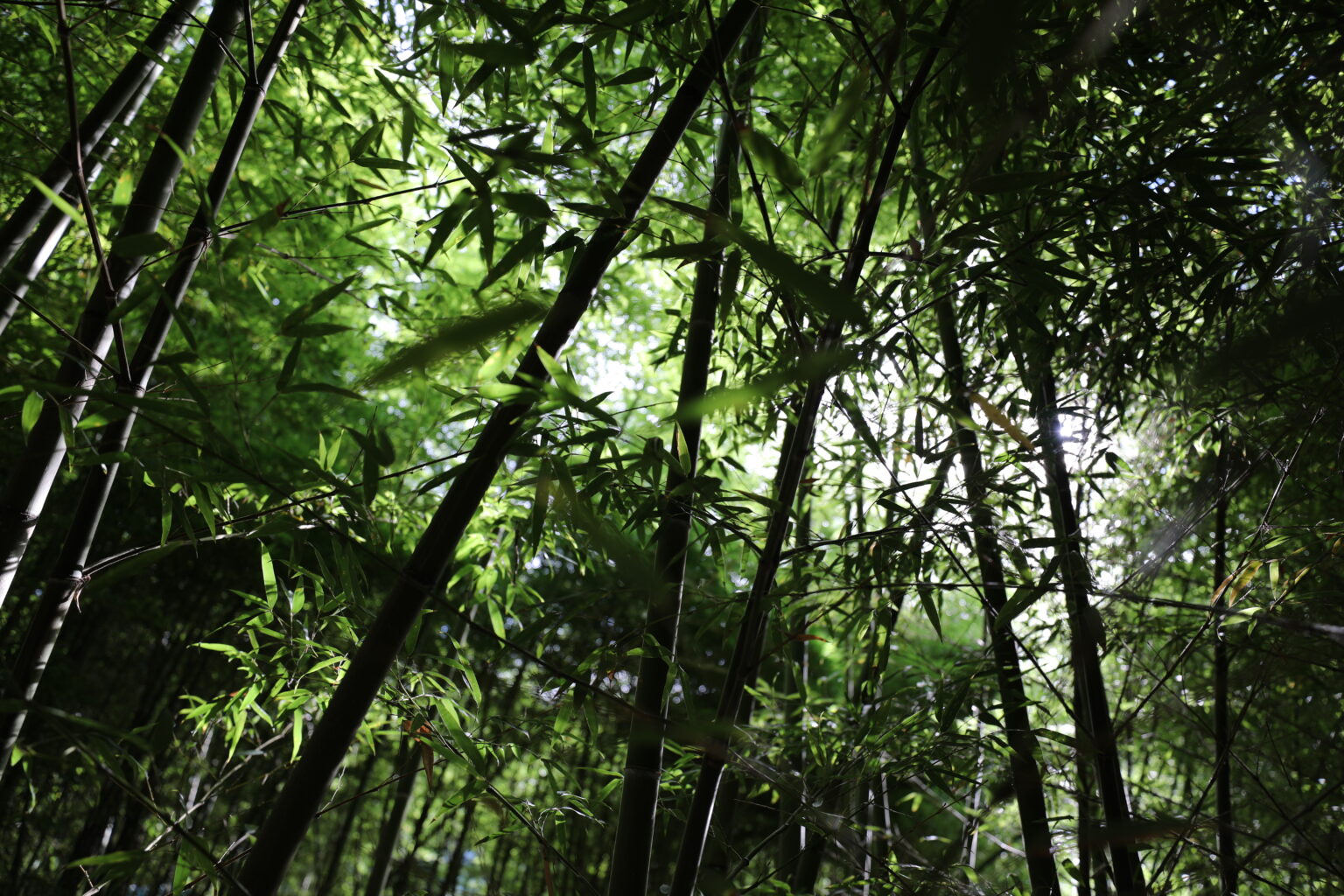 The Radical Case for Growing Huge Swaths of Bamboo in North America ...