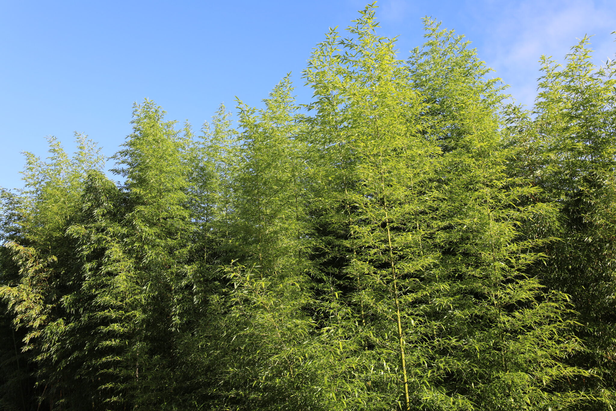 The Radical Case for Growing Huge Swaths of Bamboo in North America ...