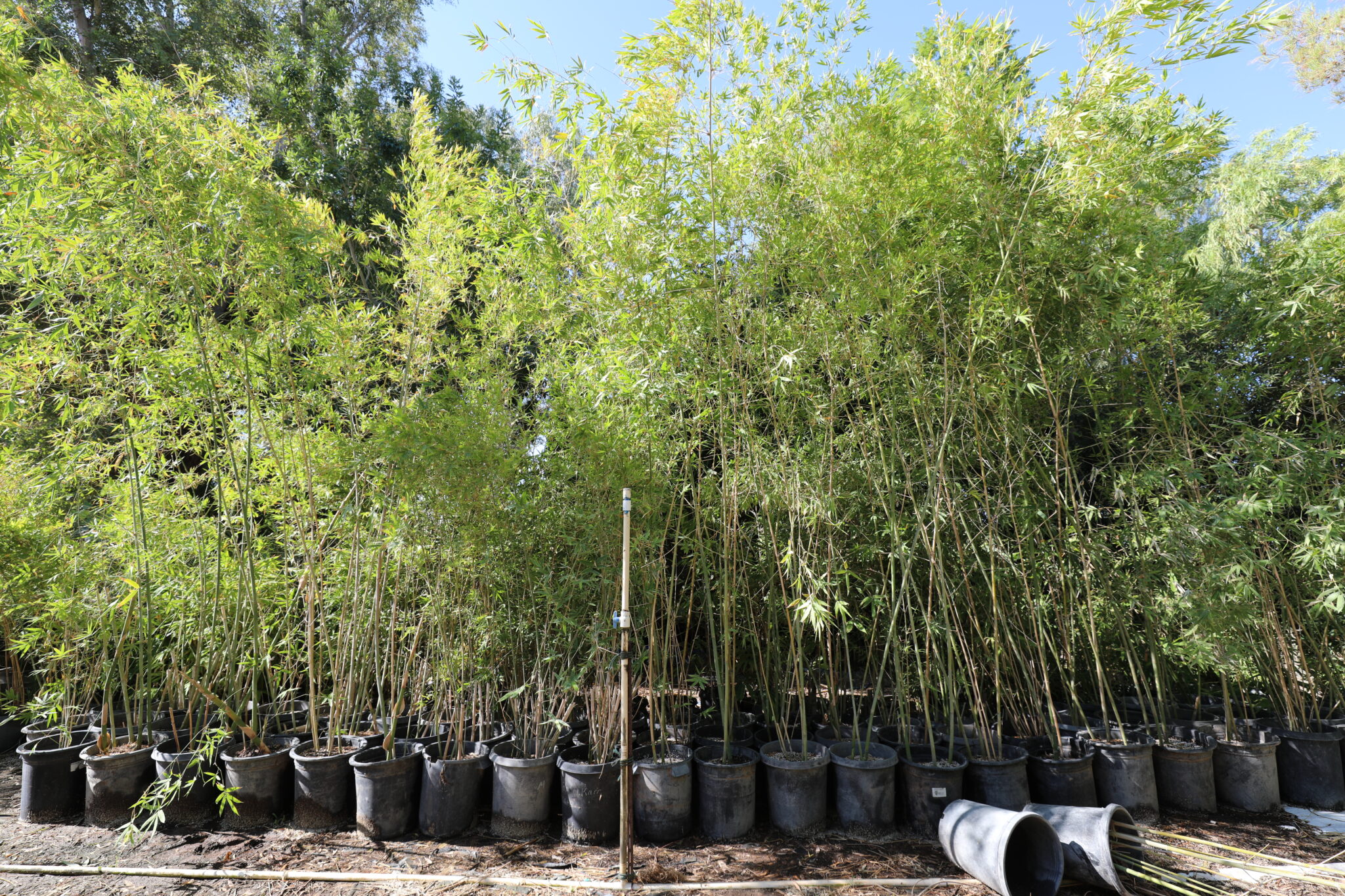 The Radical Case for Growing Huge Swaths of Bamboo in North America ...