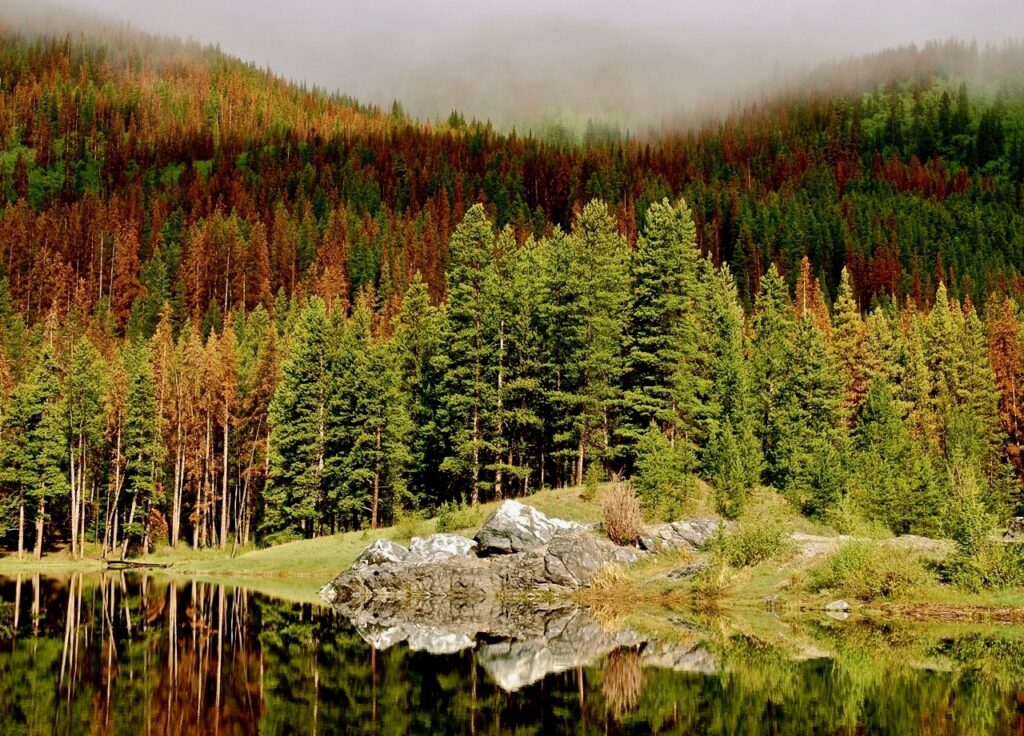 Many Overheated Forests May Soon Release More Carbon Than They Absorb ...