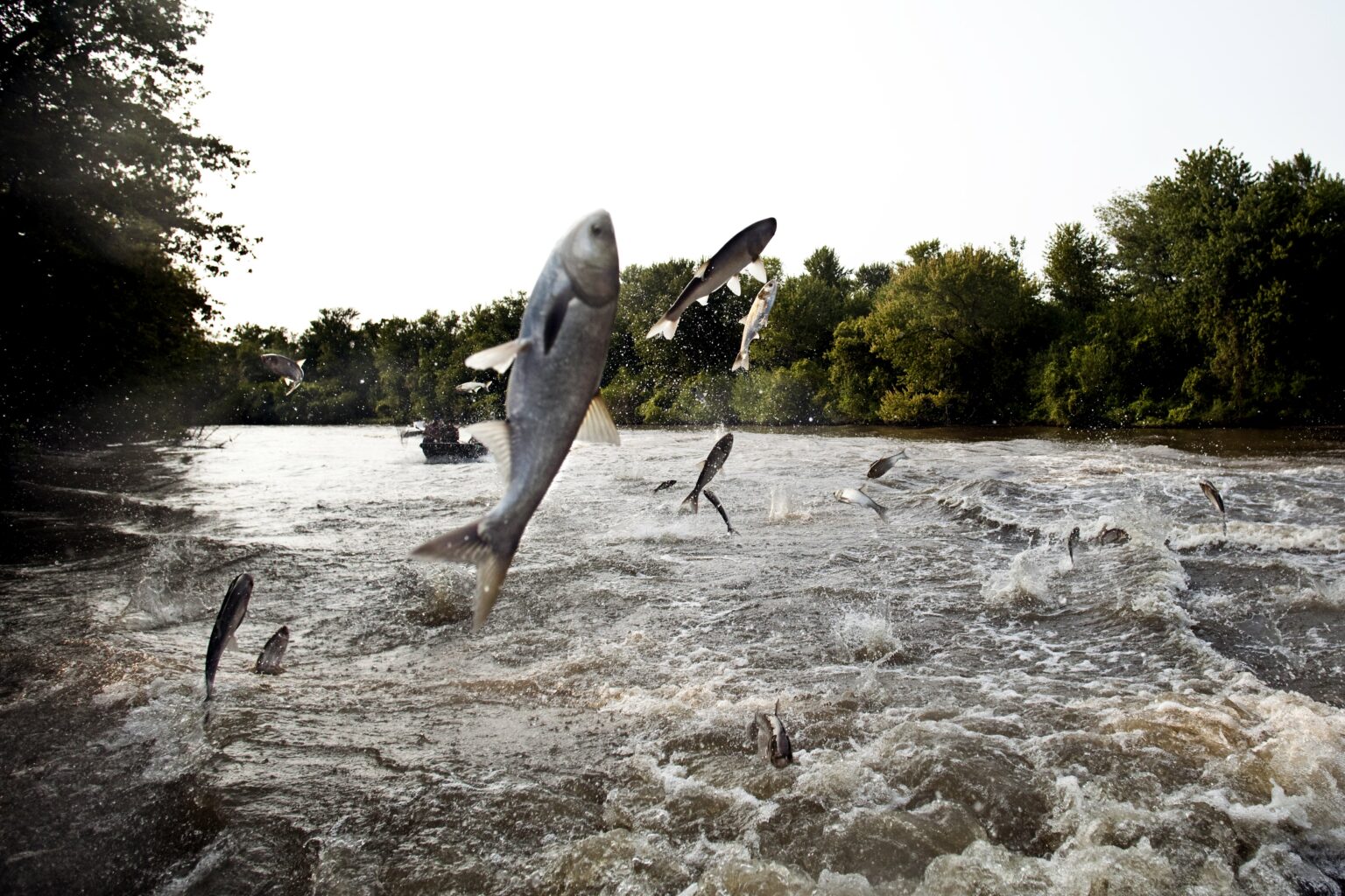 Warming Trends: Asian Carp Hate ‘80s Rock, Beekeeping to Restore a ...