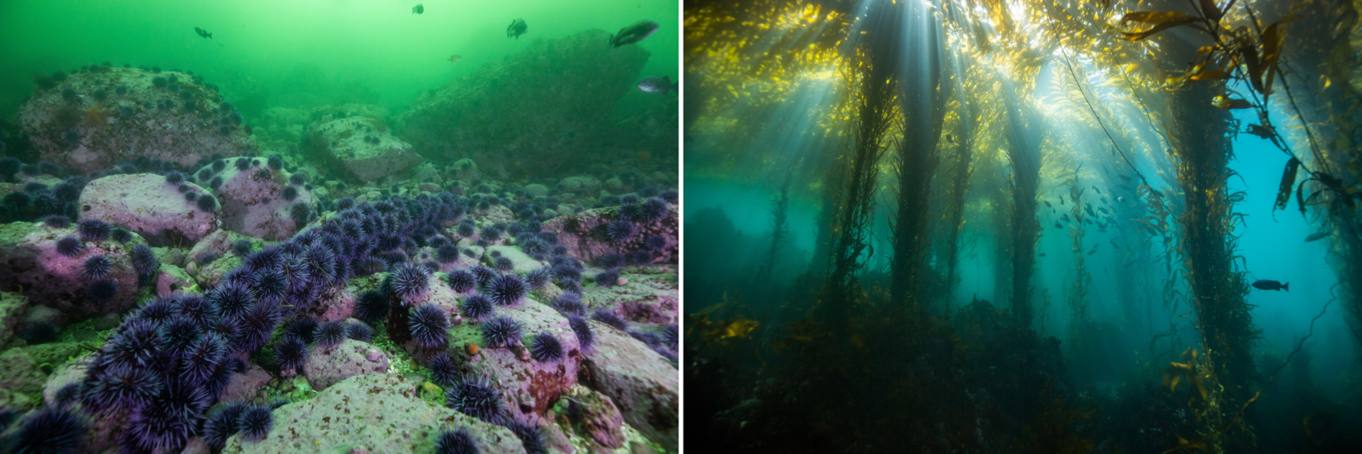 In the Pacific, Global Warming Disrupted The Ecological Dance of ...