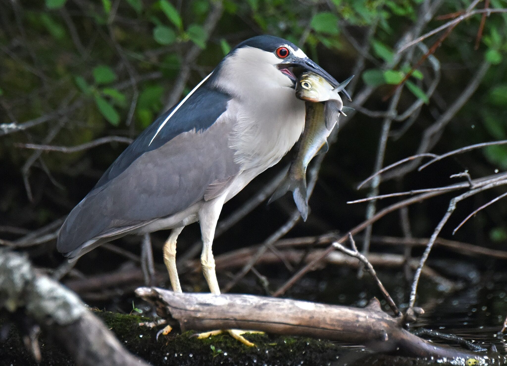 A Watershed Moment: How Boston’s Charles River Went From Polluted to ...