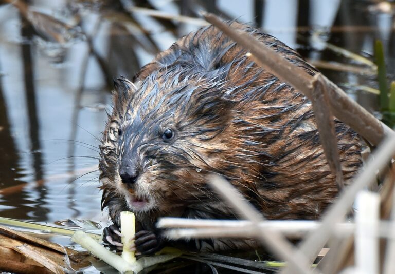 A Watershed Moment: How Boston’s Charles River Went From Polluted to ...