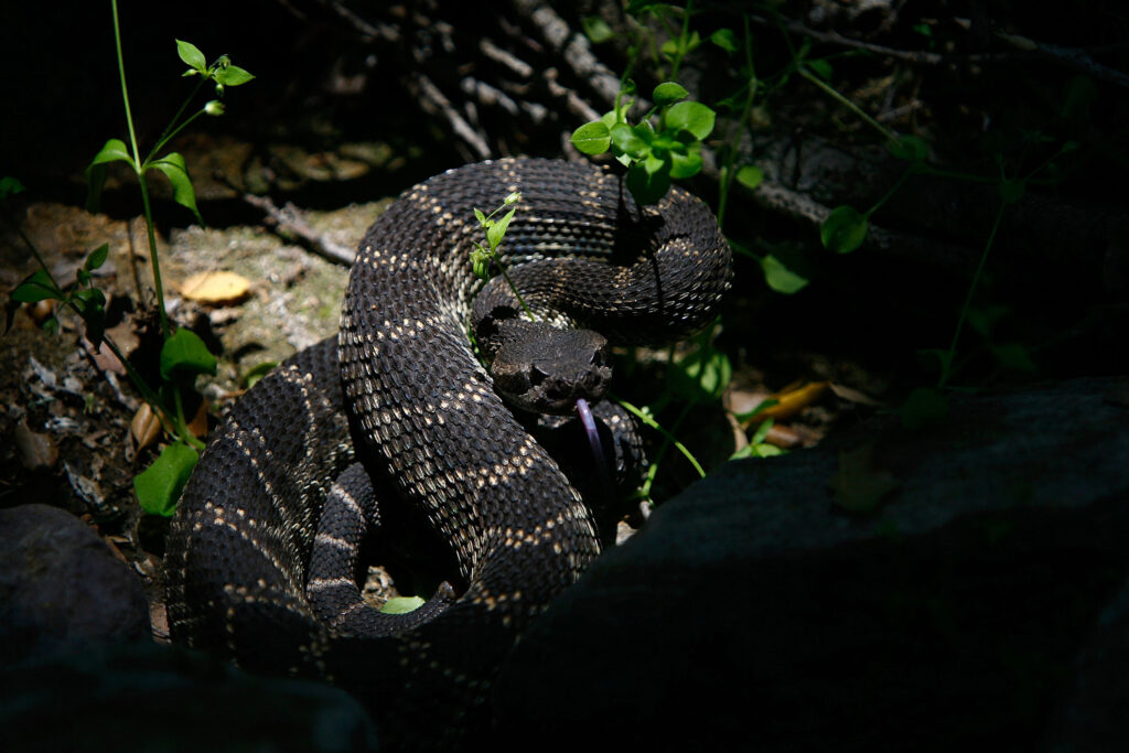 Warming Trends: Global Warming Means Happier Rattlesnakes, What the ...