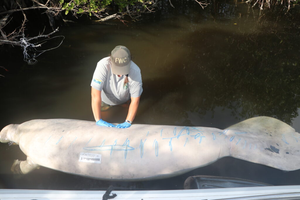Florida’s Majestic Manatees Are Starving to Death - Inside Climate News