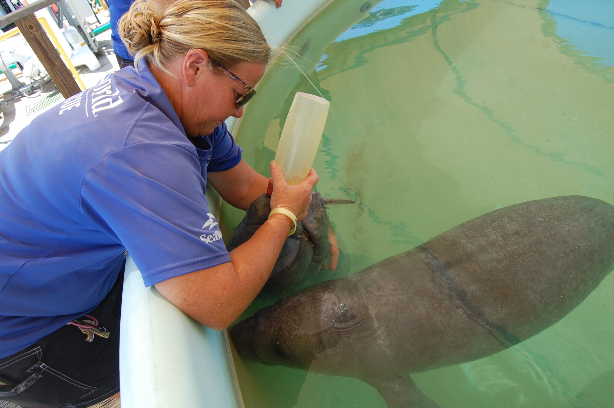 Florida’s Majestic Manatees Are Starving to Death - Inside Climate News