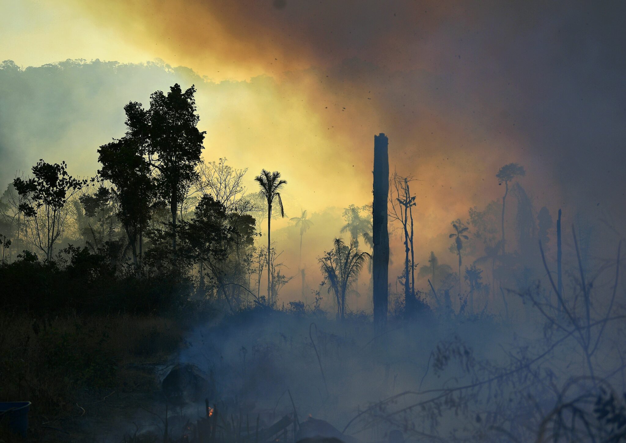 In the Amazon, the World’s Largest Reservoir of Biodiversity, Two ...
