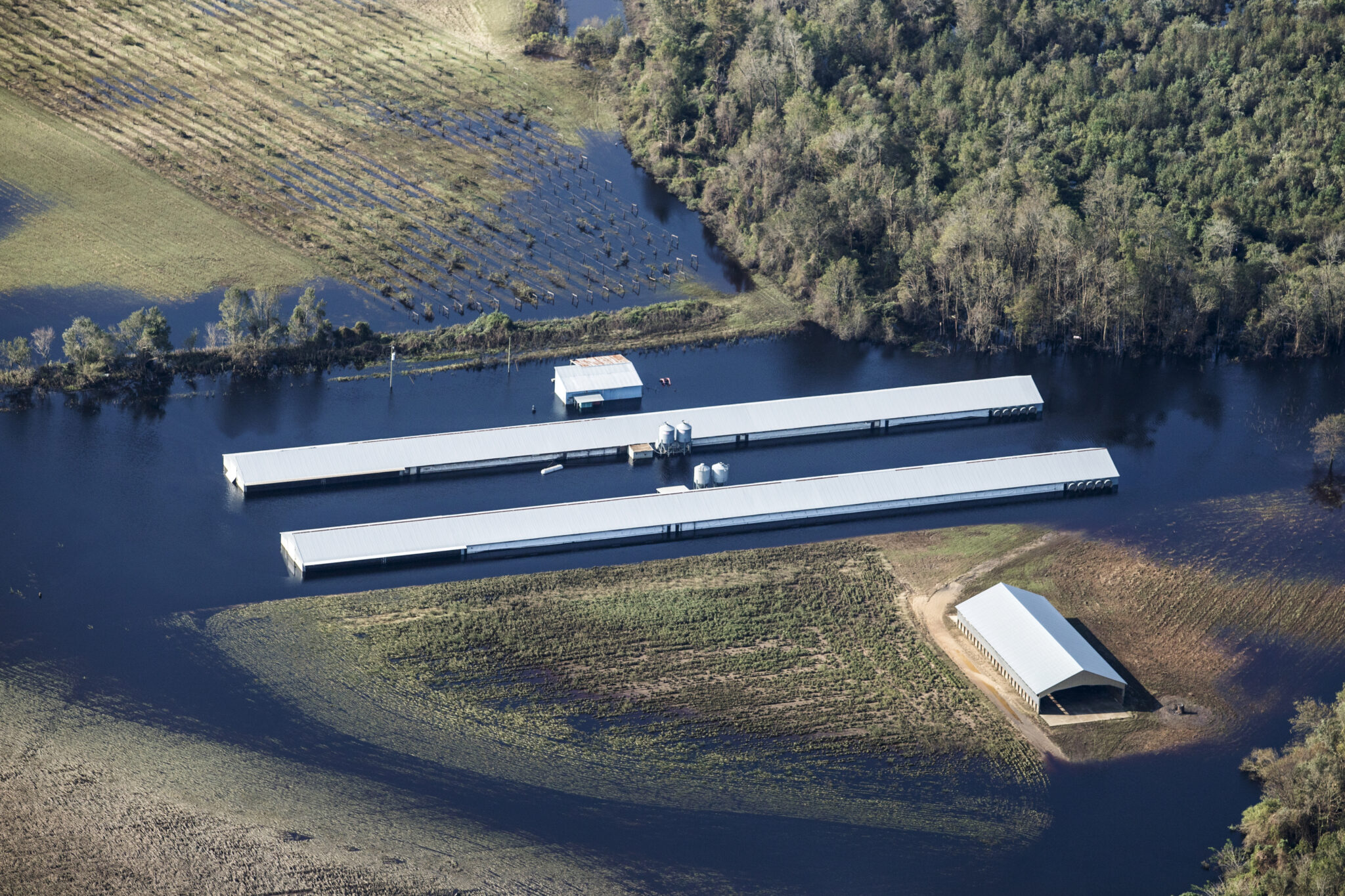 Pollution from N.C.’s Commercial Poultry Farms Disproportionately Harms ...