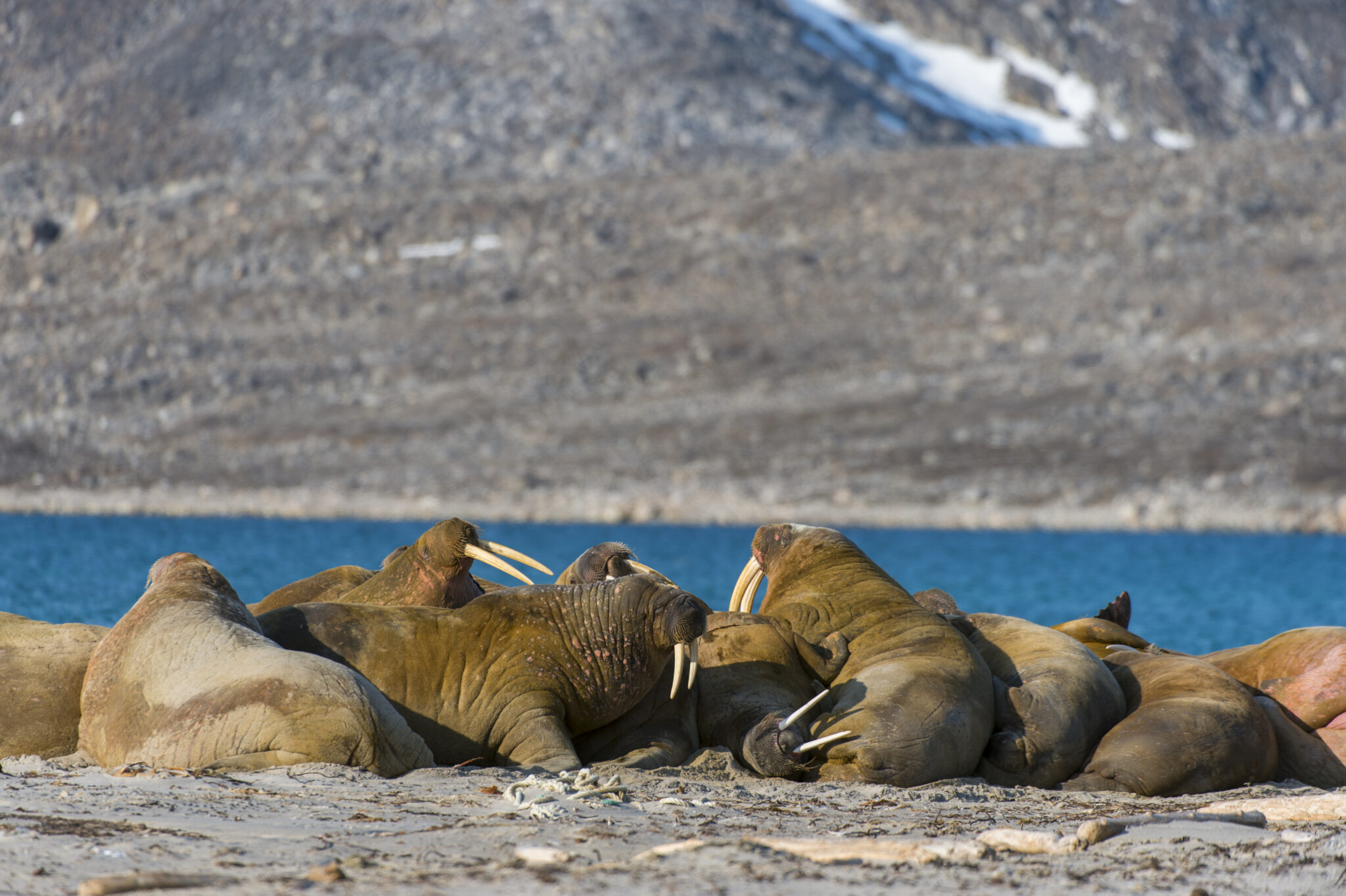 Warming Trends: Where Have All the Walruses Gone? Plus, a Maple Mystery ...