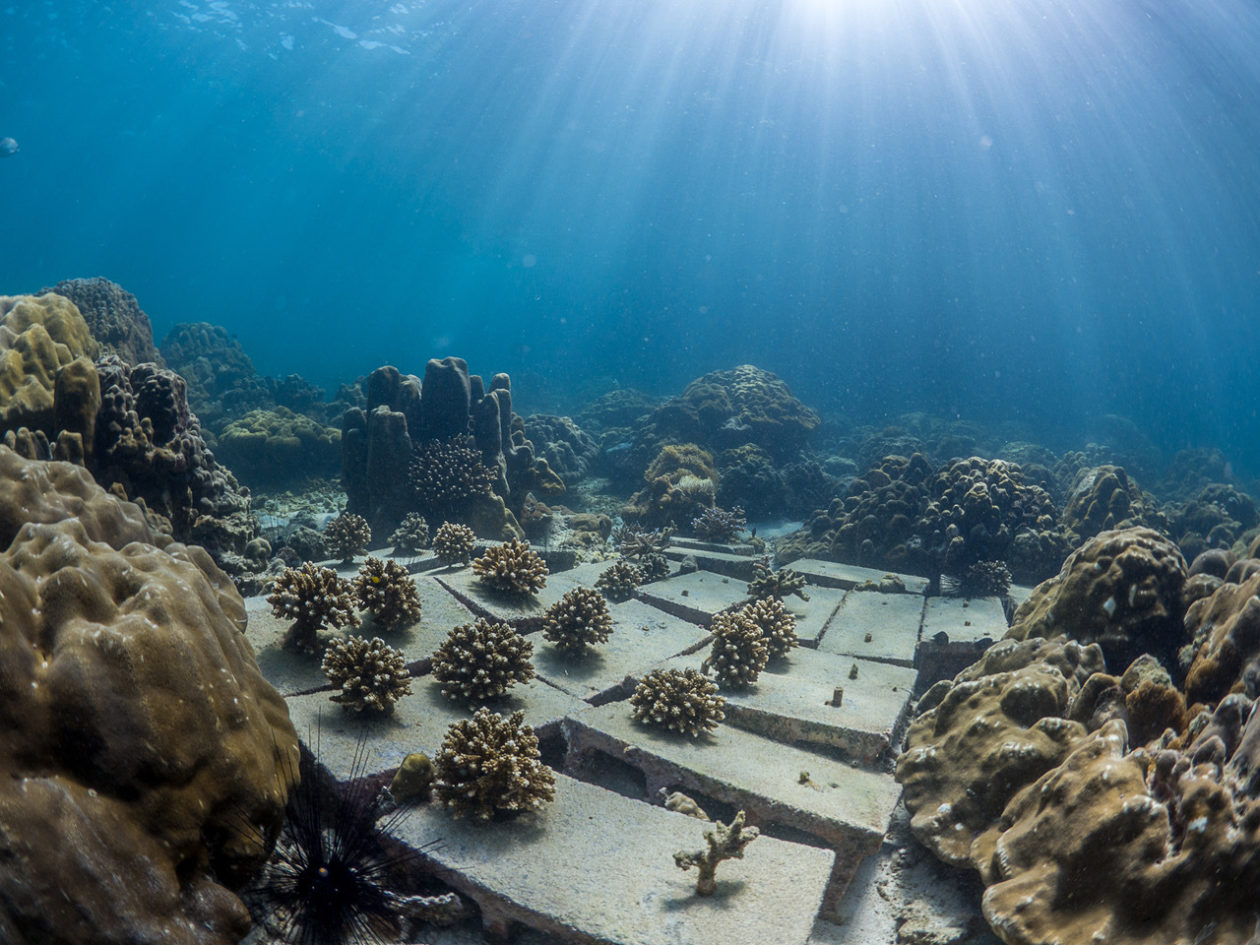 Finding Bright Spots in the Global Coral Reef Catastrophe - Inside ...