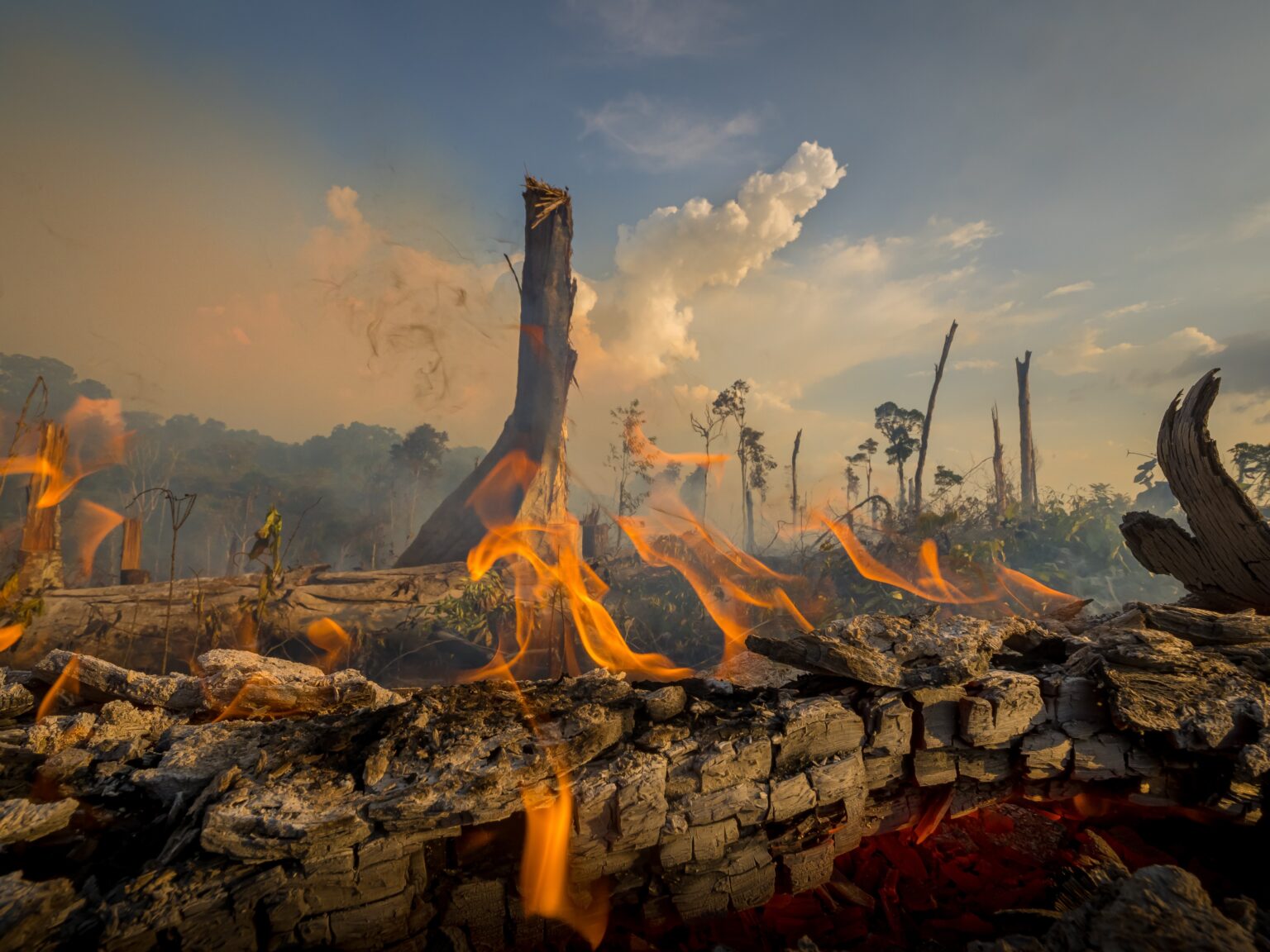 The Amazon is the Planet's Counterweight to Global Warming, a Place of ...