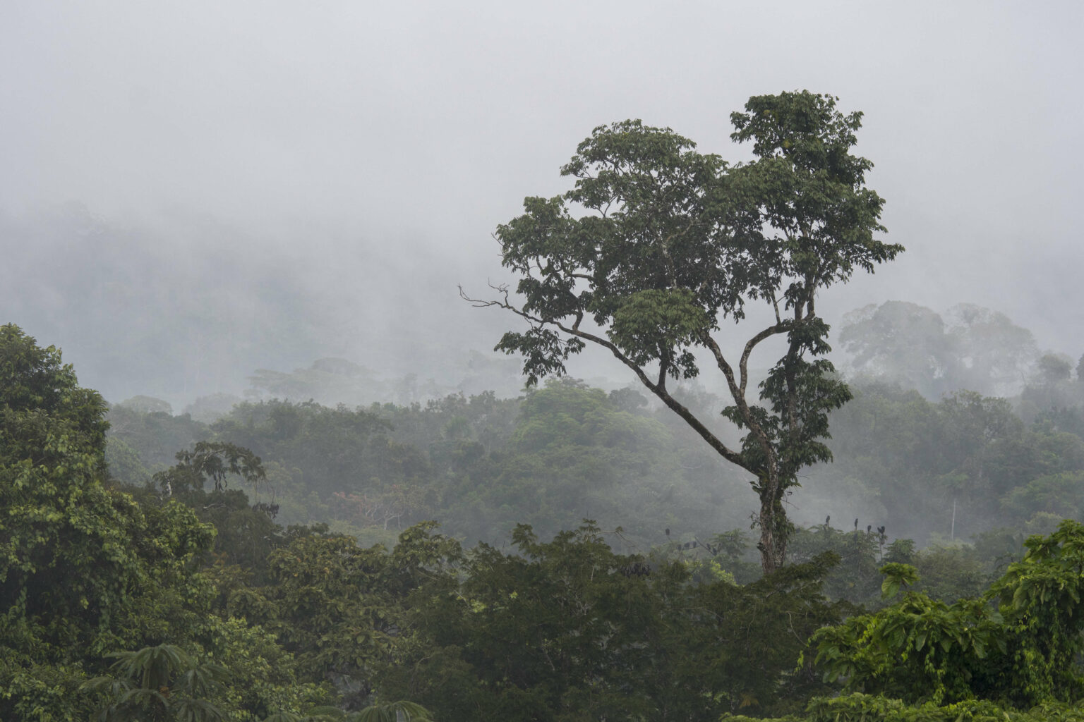 Ecuador’s High Court Affirms Constitutional Protections for the Rights ...